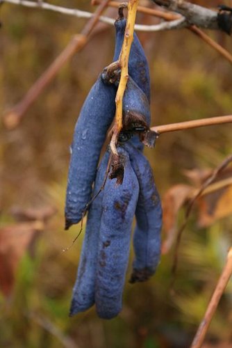 Decaisnea insignis | Decaisnea fargesii | Blue Bean Shrub | Blue ...