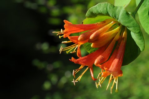 Lonicera ciliosa | Lonicera cilosa | Orange Honeysuckle | Western ...