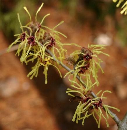Hamamelis x intermedia 'Orange Beauty' | Orange Beauty Witch Hazel ...