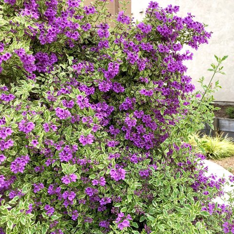 Prostanthera ovalifolia 'Variegata' | Variegated Mint Bush | plant lust