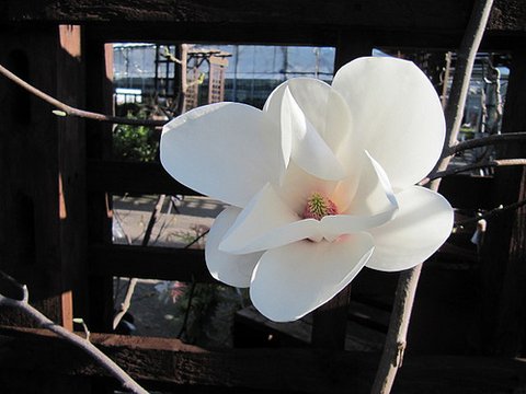 Magnolia 'Manchu Fan' | Magnolia macrophylla 'Manchu Fan' | Manchu Fan ...