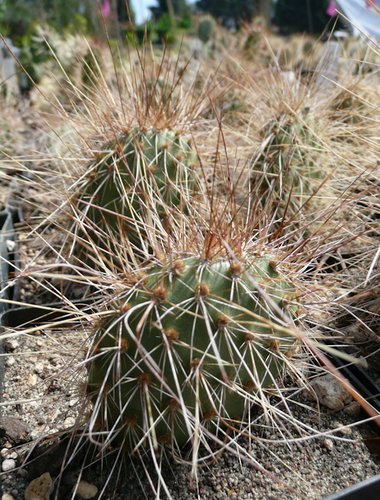 Opuntia 'Candelaria Flame' | Candelaria Flame Prickly Pear | plant lust