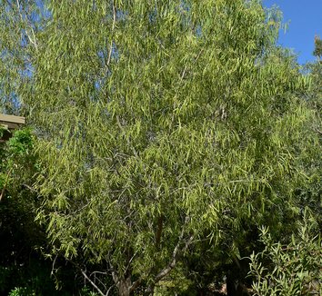 Geijera from multiple nurseries on Plant Lust