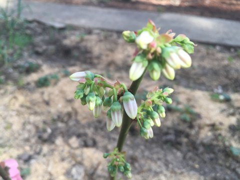 Ivanhoe Blueberry | plant lust