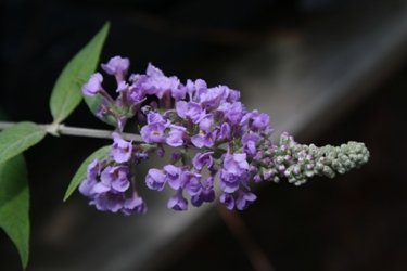 Buddleja 'Blue Chip' PP19991 | Buddleia 'Blue Chip' | Buddleia davidii ...