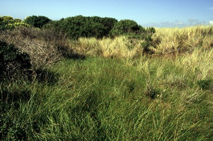 Carex pansa | California Meadow Sedge | plant lust