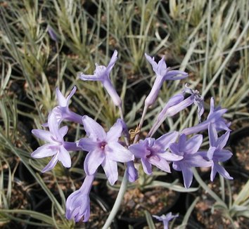 Tulbaghia from multiple nurseries on Plant Lust