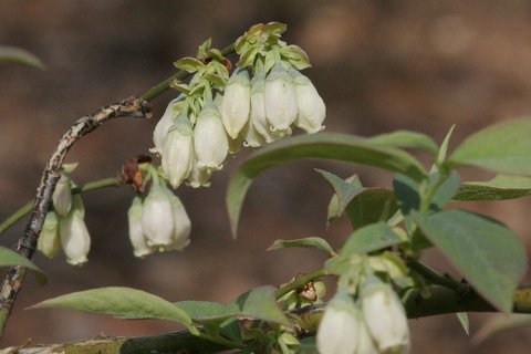Rabbiteye Blueberry | Vaccinium ashei | plant lust
