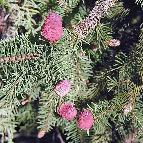 Picea abies 'Acrocona' | Norway Spruce | Red Coned Norway Spruce | plant lust