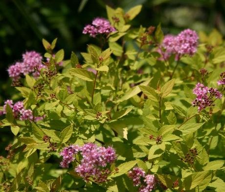Spiraea japonica 'Lemon Princess' | Lemon Princess Japanese Spirea ...