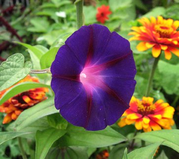Ipomoea purpurea 'Kniola's Black Knight' | Ipomoea purpurea 'Kniola's ...
