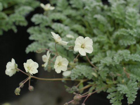 Erodium chrysantha | Erodium chrysanthum | Golden Storksbill | Stork's ...