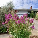 Lagerstroemia indica 'Catawba' | Lagerstroemia x 'Catawba' | Catawba ...