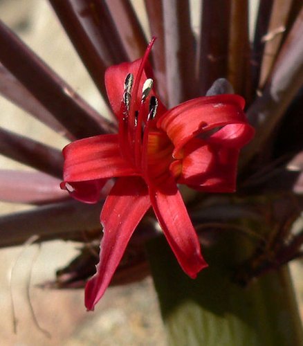 Brunsvigia josephiniae | Brunsvigia josephinae | Candelabra Lily ...