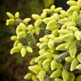 Abies pinsapo 'Aurea' | Golden Spanish Fir | plant lust