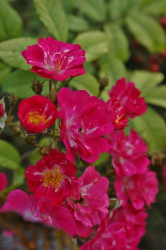 Rosa 'Robin Hood' | Mediterranean Musk Rose | plant lust