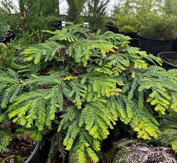 Sequoia sempervirens 'Steel Blue' | Steel Blue Coast Redwood | plant lust
