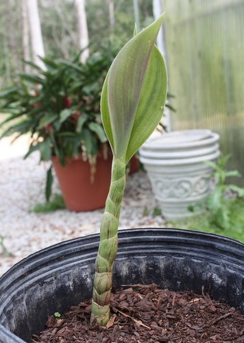 Costus leucanthus 'Vertigo' | Vertigo Spiral Ginger | plant lust