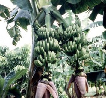 Musa acuminata 'Grand Nain' | Musa 'Gran Nain' | Banana | plant lust