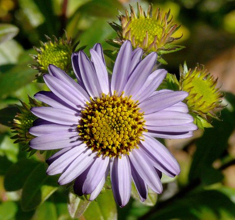Kalimeris integrifolia | Aster pekinensis | Peking Aster | plant lust