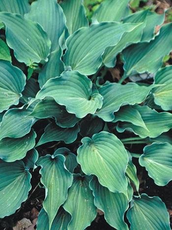 Hosta 'Restless Sea'| plant lust