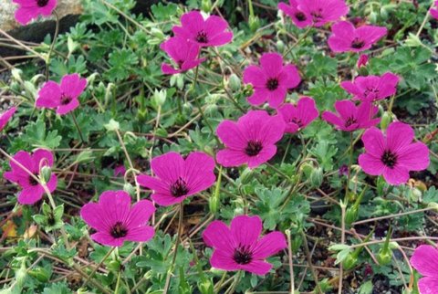 Geranium subcaulescens | Geranium cinereum 'Subcaulescens' | Geranium ...