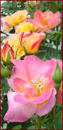 Rosa 'Joseph's Coat' | Joseph's Coat Climbing Rose | plant lust