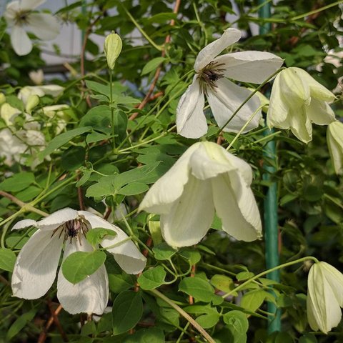 Clematis 'Maria Cornelia' | | plant lust