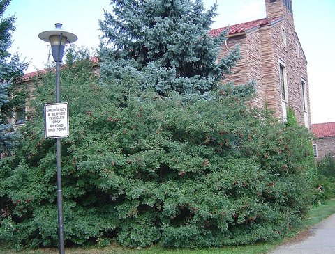 Crataegus ambigua | Russian Hawthorn | plant lust