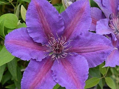 Clematis Edda™ PP28407 | Clematis 'Edda' | plant lust