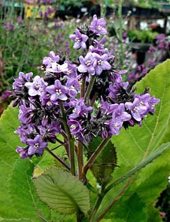 Wigandia urens | Wigandia caracasana | plant lust