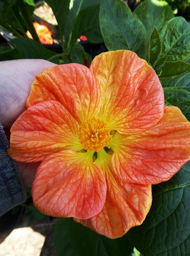 Abutilon 'Victor Reiter' | Victor Reiter Flowering Maple | plant lust