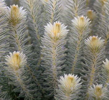 Phylica from multiple nurseries on Plant Lust