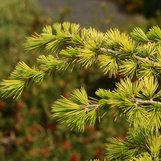 Cedrus atlantica 'Sahara Ice' | Blue Atlas Cedar 'Sahara Ice' | Sahara ...