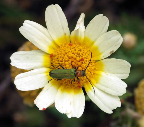 Glebionis coronaria | Glebionis coronaria 'Shungiku' | Shungiku | plant ...