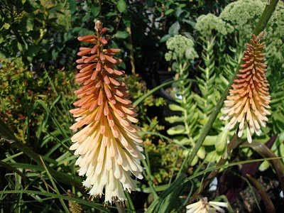Kniphofia 'Toffee Nosed' | Toffee Nosed Red Hot Poker | plant lust