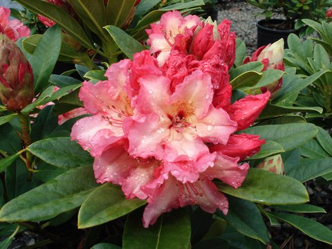 Rhododendron 'Fire Rim' | | plant lust