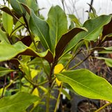 Magnolia grandiflora 'Kay Parris' | Kay Parris Southern Magnolia ...