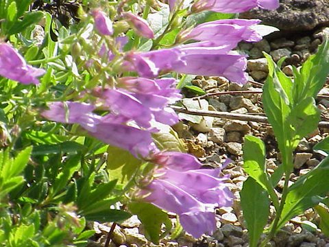 Penstemon fruticosus | Shrubby Penstemon | plant lust