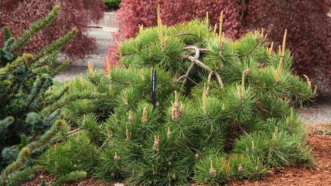 Pinus rigida 'Sand Beach' | Sand Beach Northern Pitch Pine | plant lust