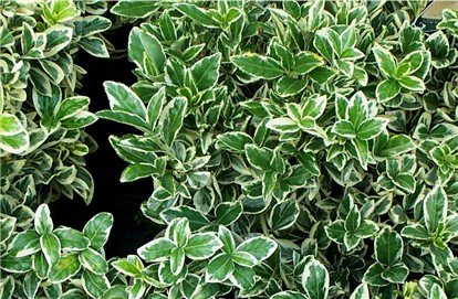Euonymus japonicus 'Silver King' | Silver King Euonymus | plant lust