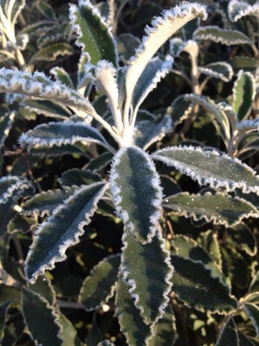 Brachyglottis monroi | Senecio monroi | plant lust