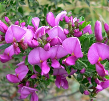 Pickeringia from multiple nurseries on Plant Lust