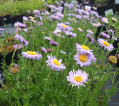 Erigeron glacialis | Erigeron peregrinus ssp callianthemus | Erigeron ...