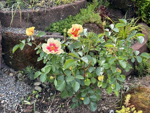 Rosa Ringo All-Star™ | | plant lust