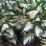 Hosta 'Fire and Ice' | Hosta 'Fire & Ice' | plant lust