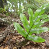 Microsorum pustulatum | Microsorium diversifolium | Microsorum ...