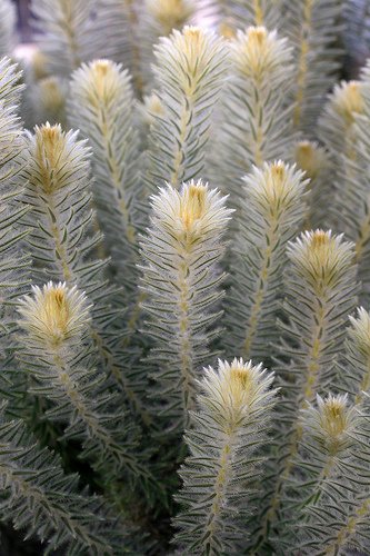Phylica pubescens | Featherhead Bush | plant lust