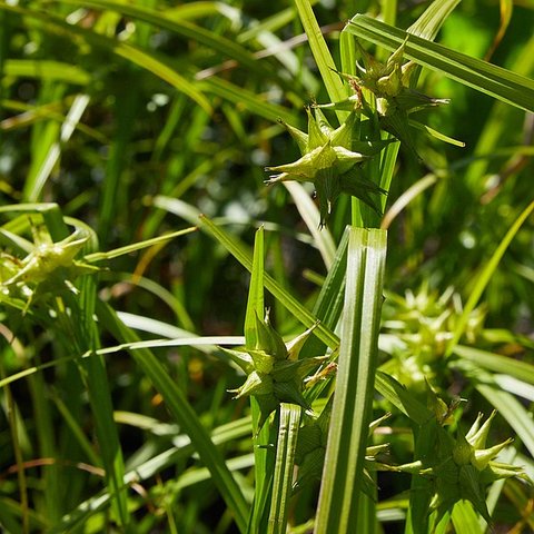 Carex grayi | Carex grayii | Carex gregii | Gray Sedge | plant lust