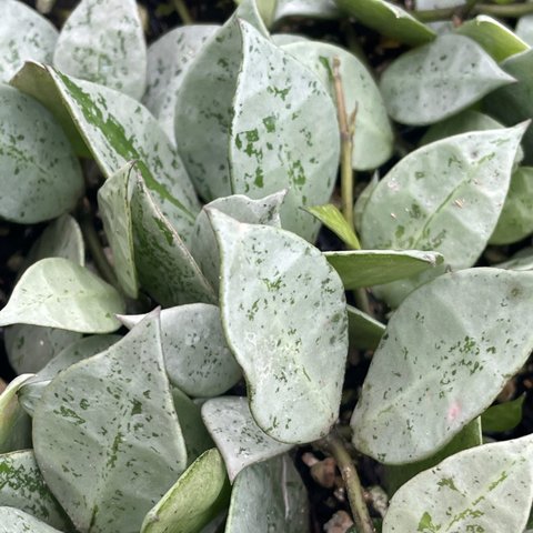 Hoya krohniana 'Super Eskimo' | Hoya krohniana 'Esk' | Hoya krohniana ...